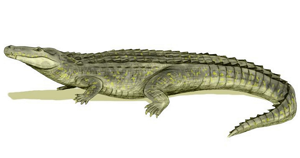 Spectacled Caiman Drawing