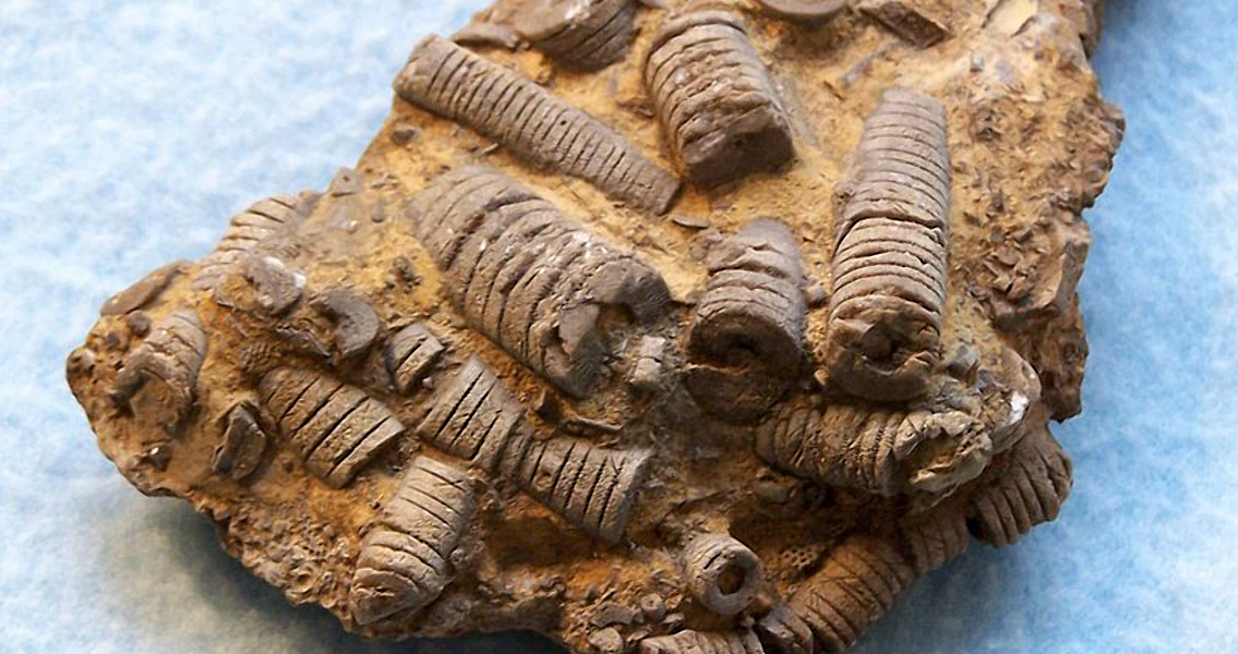 200-Million-Year-Old Parasitic Interaction Uncovered 200-Million-Year-Old Parasitic Interaction Uncovered